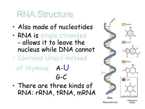A Gene Is A Segment Of Dna That Holds The ‘directions For A Certain