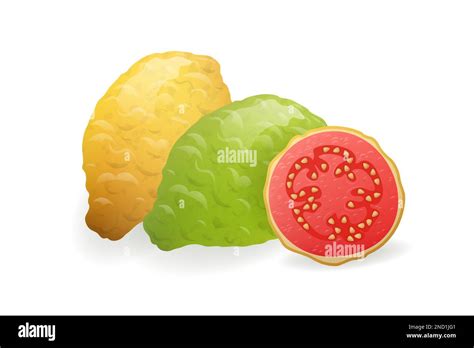 Green And Yellow Guava Fruits Vector Illustration Stock Vector Image