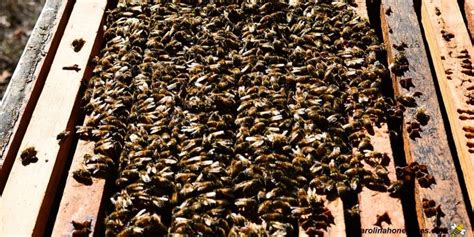 Understanding The Honey Bee Cluster Carolina Honeybees