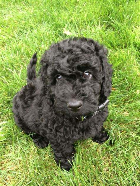 Mini Goldendoodle Black At Henry Holme Blog