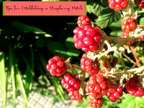 Tips For Establishing A Raspberry Patch