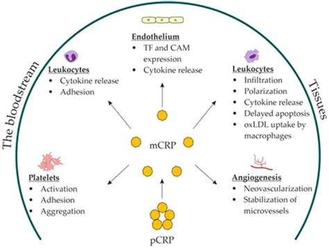 Monomeric Crp A New Player In Evaluation Of Cardiovascular Risk