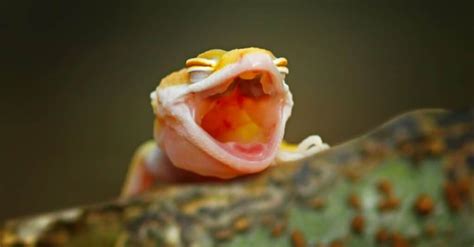 Why Do Leopard Geckos Scream? - IMP WORLD