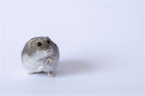 Cute Grey Dwarf Hamsters