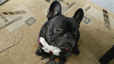 Решил поесть пока Французский бульдог Олег спит Youtube