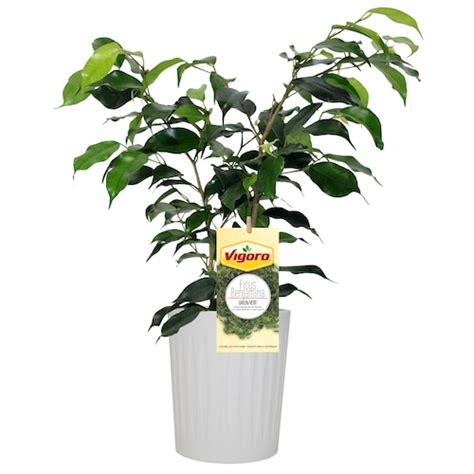 Landscape Basics 4 In Pot Aloe Vera Aloe Tropical Plant 1 Pack The