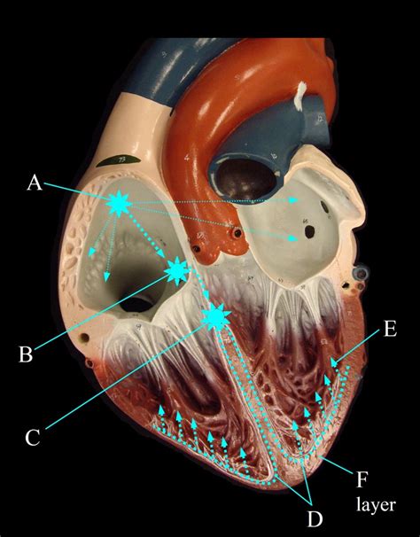 Anatomy And Physiology II Lab Midterm Practical Cardiac Conduction