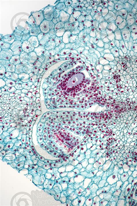 Lilium Candidum Madonna Lily Ovary Transverse Section 125x