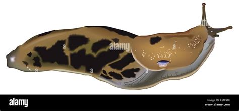 Slug Banana Stock Vector Images Alamy