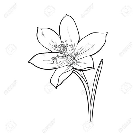 Single Flower Drawing At Getdrawings Free Download