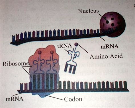 Solved Which Two Processes Are Shown In The Diagram Below Nucleus