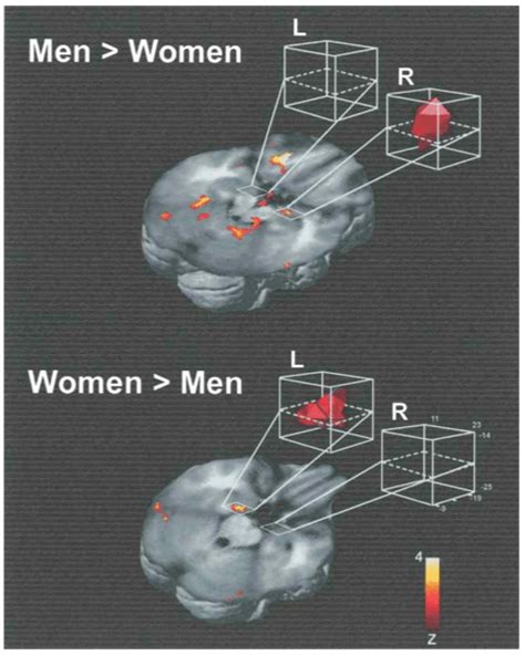Sex Differences In Emotional Memory Emotion Brain And Behavior Laboratory