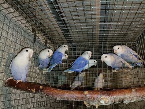 Agapornis Roseicollis Avespt®