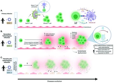 T Cell Response During Denv Infection History Of Exposure To Dengue