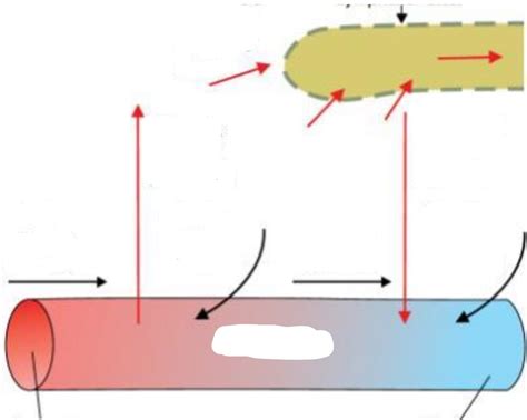 Diagram Of Development Of Oedema Quizlet
