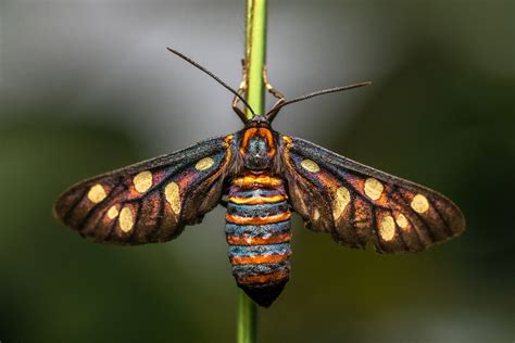 Your Beginners Guide To Stunning Macro Insect Photography — Damith