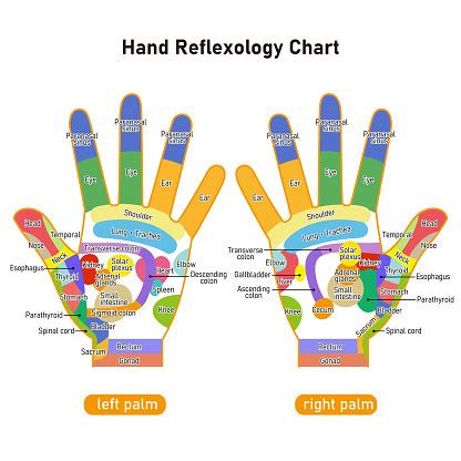 Palm Reflex Points And Hand Pressure Points Illustrated Illustrations