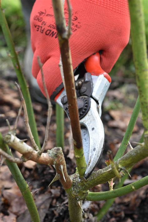 Rose Plant Pruning Pruning Roses In November To Prevent Wind Damage