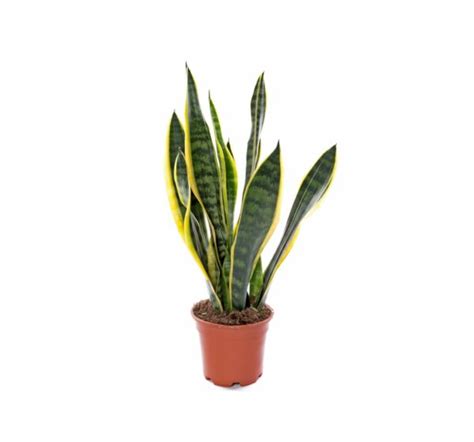 Espada De S Jorge Sansevieria Trifasciata Verde Viplant