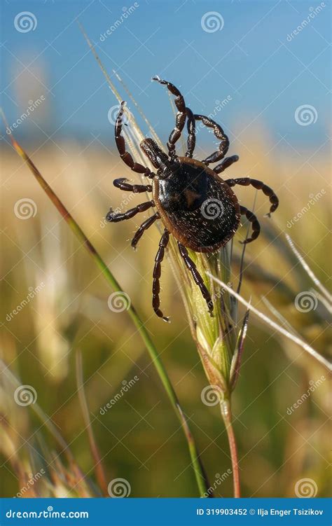 Female Deer Tick Transmitting Lyme Disease A Borreliosis Infection