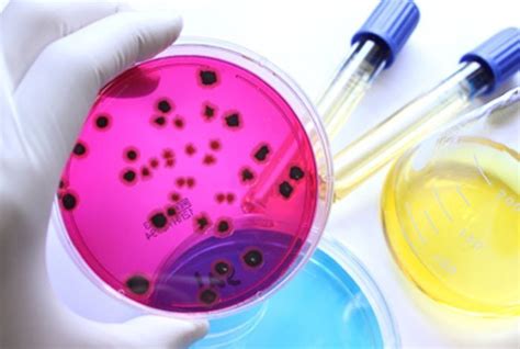 Microbiological Analyses In Cosmetics