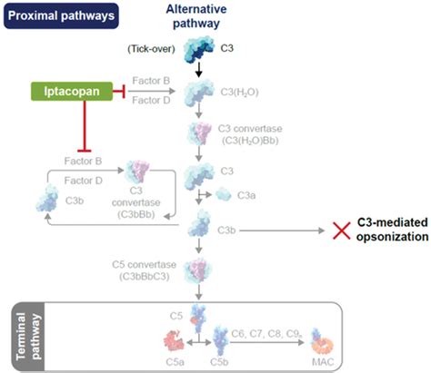 Full Article Iptacopan For The Treatment Of Paroxysmal Nocturnal