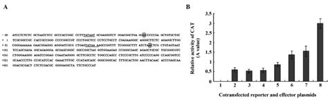 A Nucleotide Sequence Of Human Oncogene C Myc Promoter The Classical