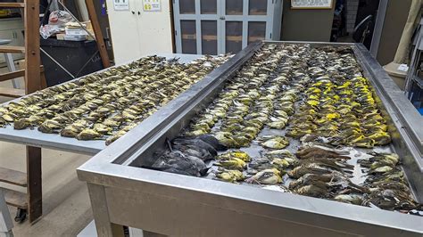 Nearly 1000 Migrating Birds Die Crashing Into Windows At Chicago