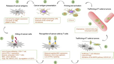 Figure From Resistance Mechanism Of PD PD L Blockade In The Cancer Immunity Cycle