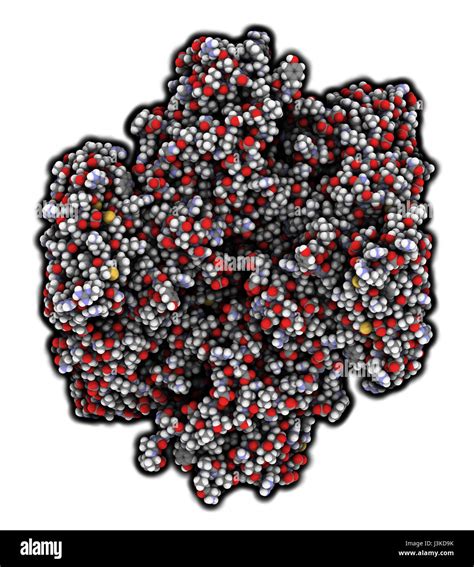Coagulation Factor Xiii Fxiii A Subunits Molecular Structure