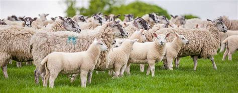 Ram Semen Assessment Semen Sexting Agents Ram Cervical AI