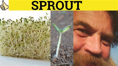Sprouts Definition And Examples At Jason Seman Blog