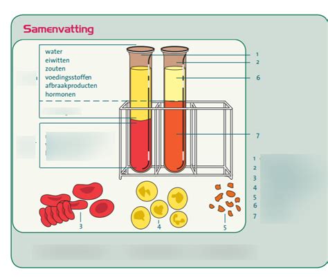 Samenvatting Samenstelling En Functie Van Bloed Diagram Quizlet