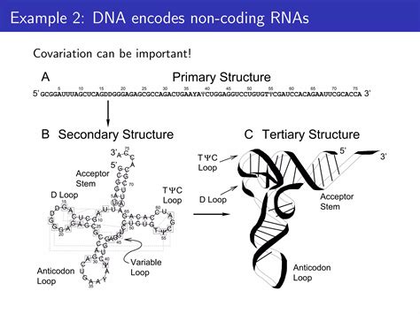 Ppgardner Lecture Annotation Comparativegenomics Pdf