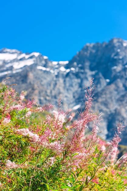 Photos Apls 60 Photos De Haute Qualité Gratuites