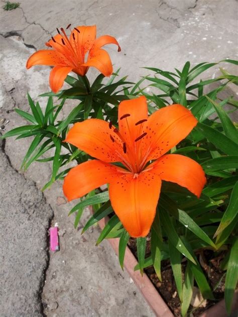 봄과 여름을 네이버 블로그