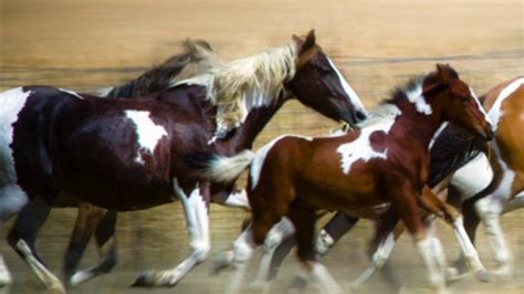 All The Wild Horses By Elizabeth Devitt