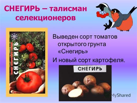 Презентация на тему: "Снегирь в жизни человека. СНЕГИРЬ Снегирь ...