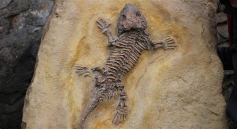 Unlocking The Mysteries Of Evolution With Fossil Evidence