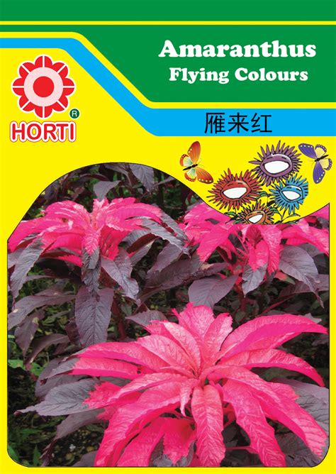 Amaranthus Flying Colour Horti Flora Singapore Seeds Supplier