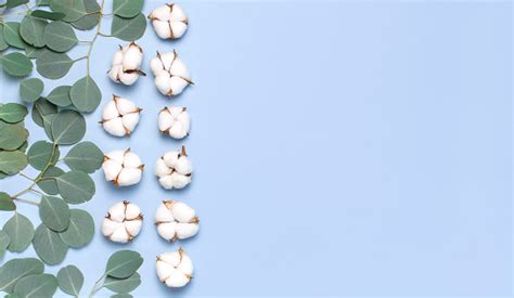 면화 꽃과 밝은 파란색 배경에 신선한 유칼립투스 나뭇 가지 평평한 꽃 구성 상단보기 복사 공간 섬세한 하얀 면화 꽃 꽃 배경 인사말 카드 0명에 대한 스톡 사진 및 기타