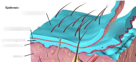 Epidermis Layers Diagram Quizlet