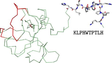 Structural Mapping Of Predicted B Cell Epitopes In Ebv Envelope