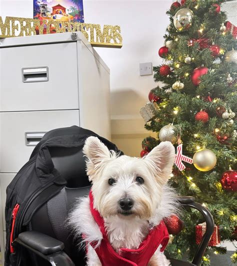 Stuart Williamson On Linkedin Kands Civil Contracts Ltd 🥰 🎄 🐾