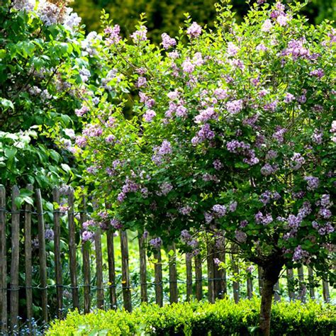 라일락핑크퍼퓸