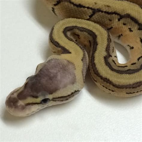 Lemon Blast Ball Python For Sale With Live Arrival Guarantee