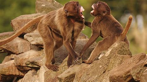 მაიმუნობა