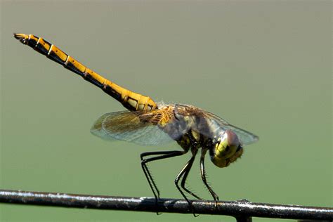 Bug On A Wire Cascade Camera Club
