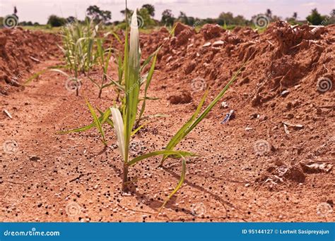 Fertilizer Application To Sugarcane Seedling Stock Image Image Of Crop Nutrient 95144127
