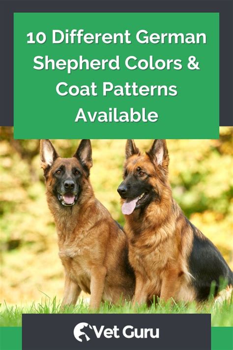 German Shepherd Coat Colors And Patterns